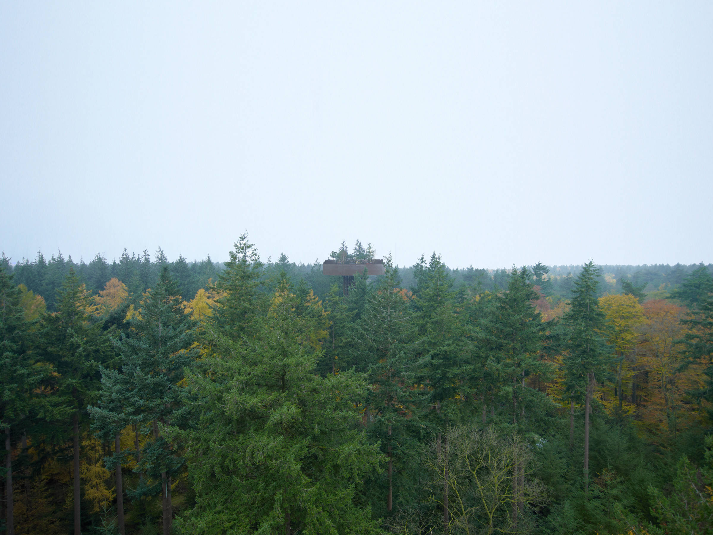 Forest Tower | SeARCH